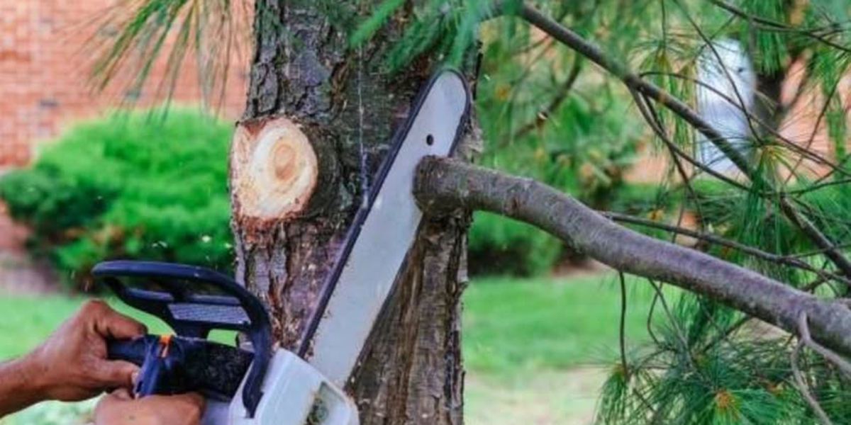 Benefits of Tree Trimming - Why It's Essential