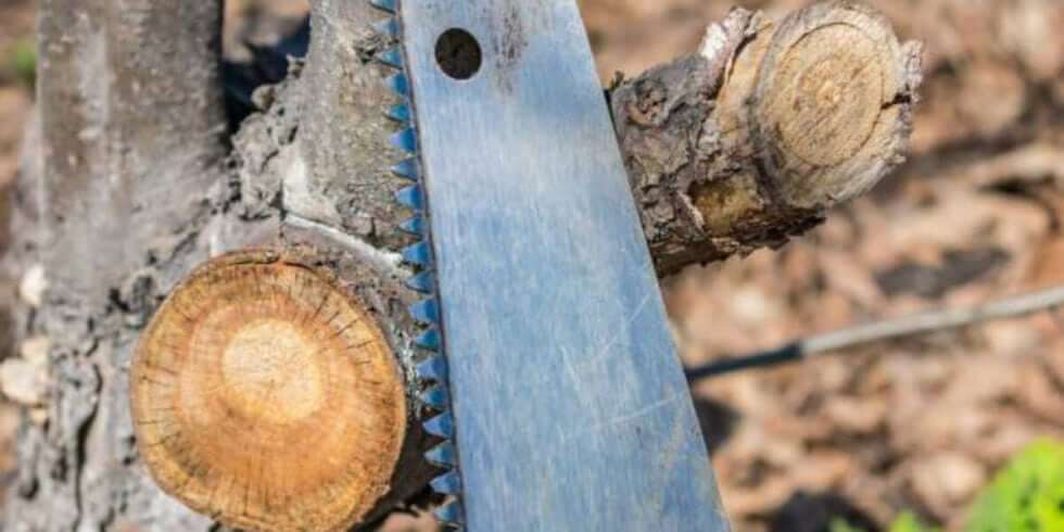 Can a Tree Grow Back From a Stump? How to Prevent Regrowth