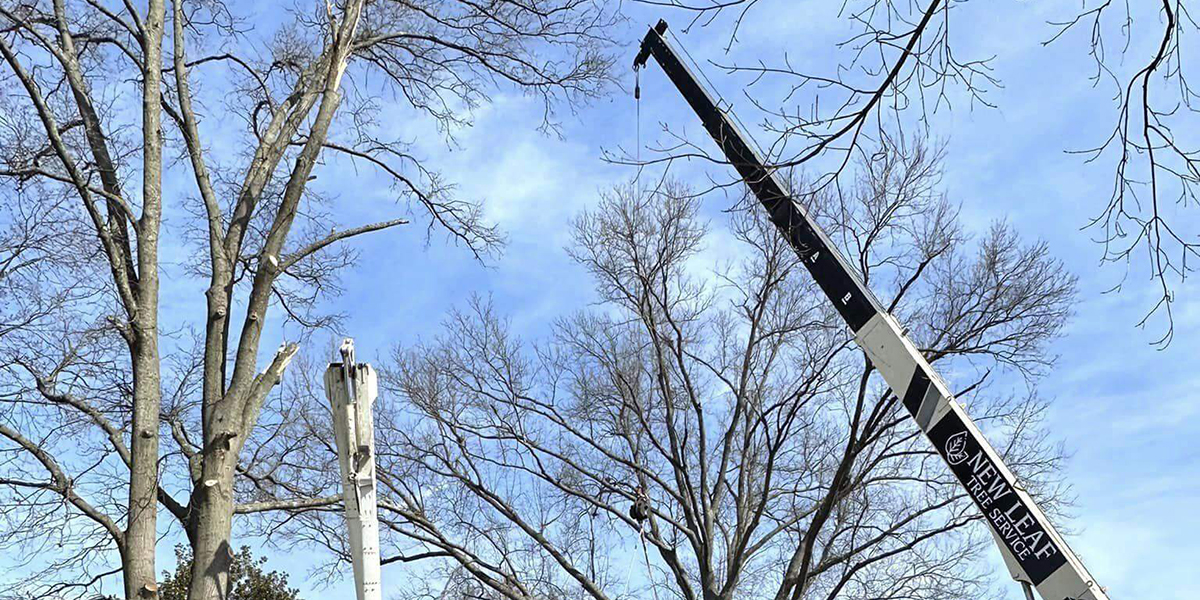 Crane for Tree Removal - Safe and Precise Method
