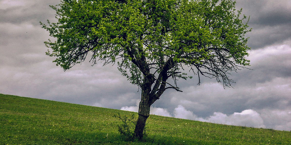 How to Keep Trees Healthy - Tree Care Guide is better.