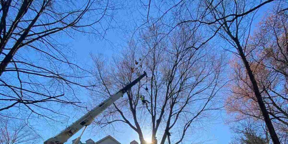 How to Trim a Tree Without Killing It - Expert Guide