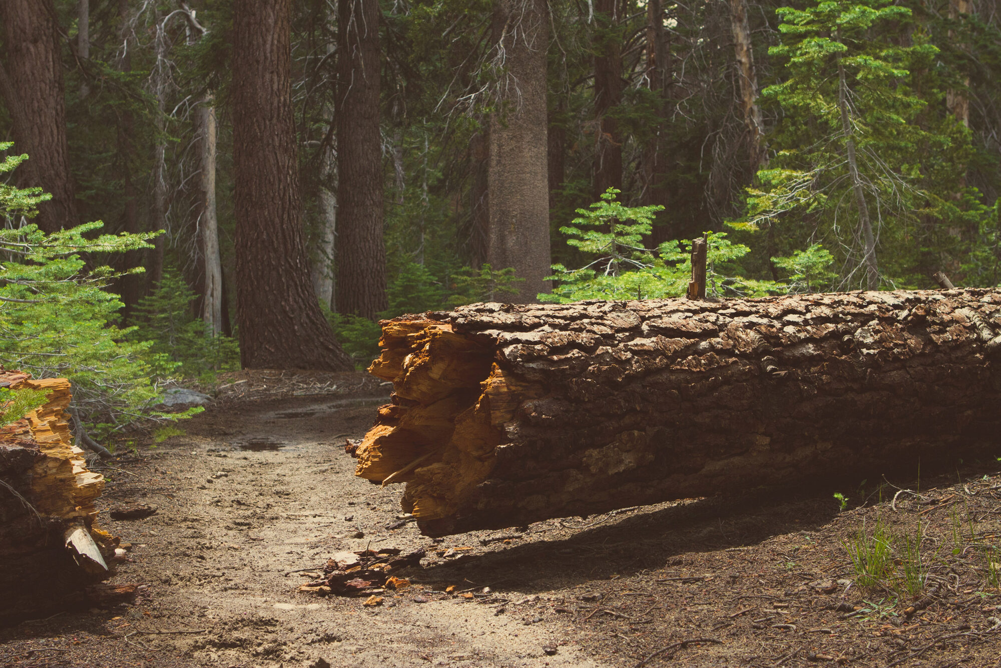 Free Tree Hazard Checklist for Louisville Homeowners | New Leaf Tree ...
