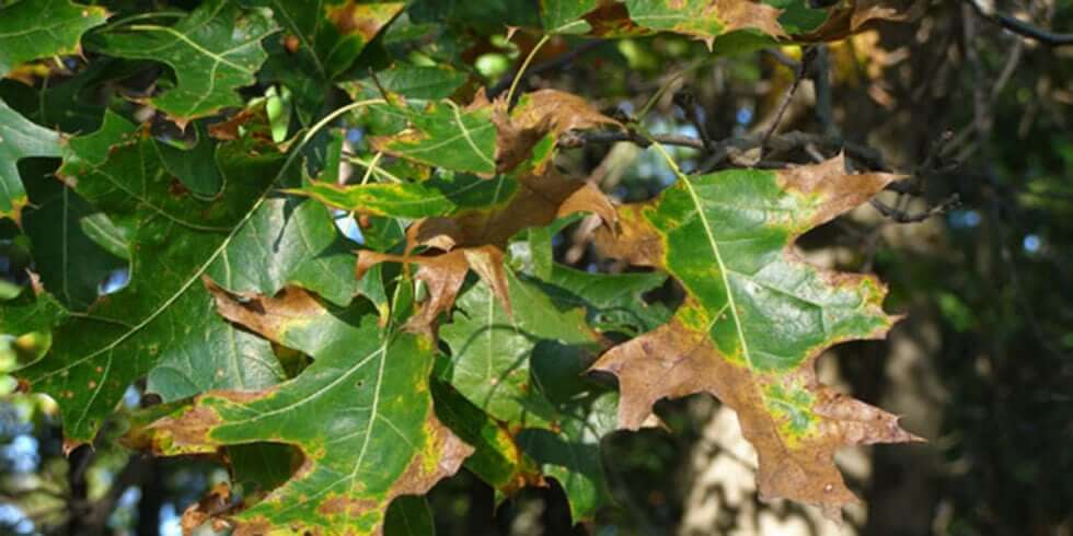 7 Common Oak Tree Diseases: Causes, Treatment & Prevention