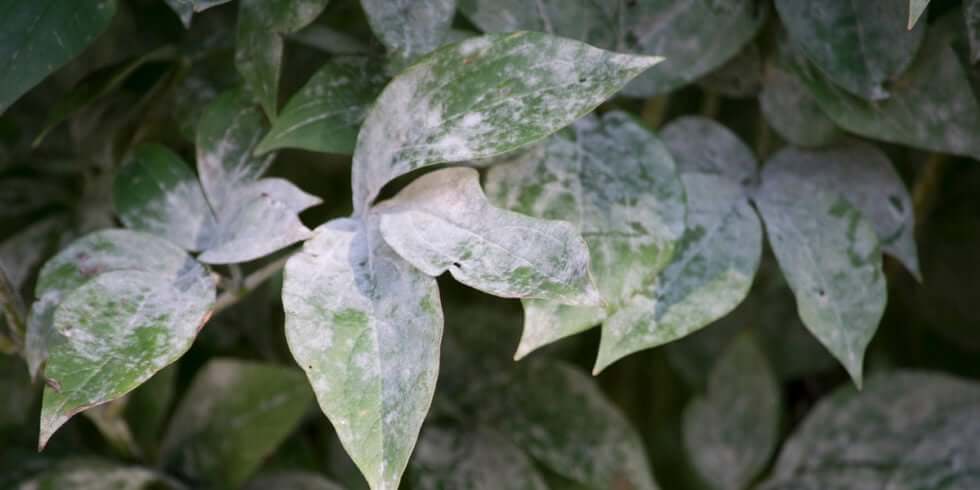 Powdery Mildew on Trees: Signs, Control, and Prevention
