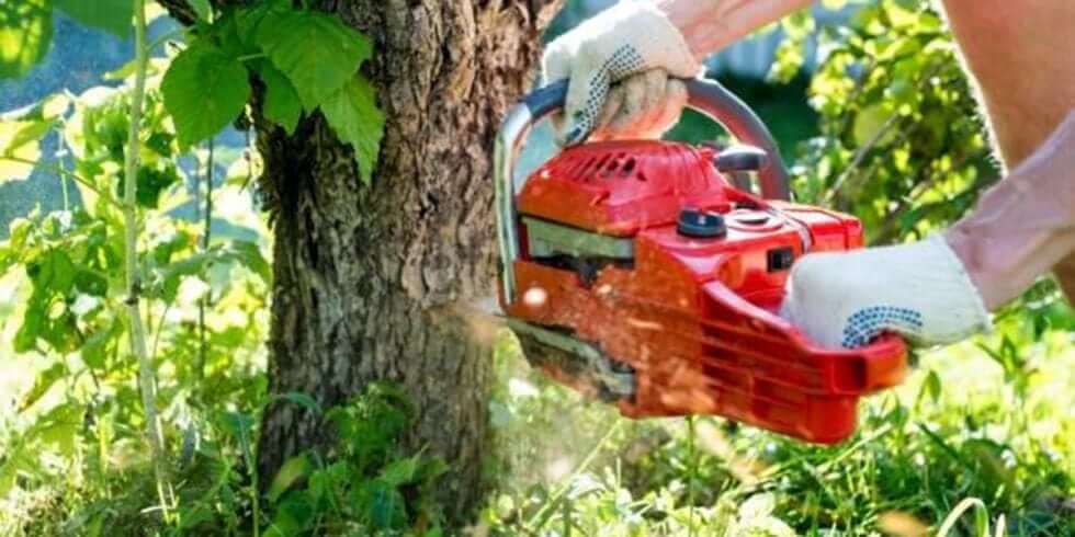 Spring Tree Care Checklist & Tips to Keep Your Tree Healthy