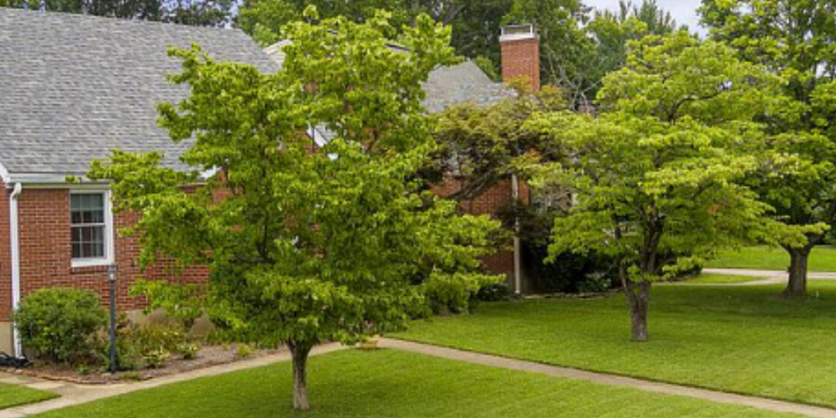 Summer Tree Care Tips for Healthy and Thriving Trees