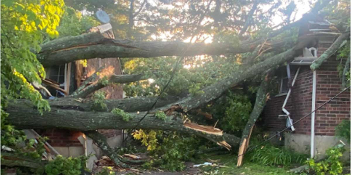 Trees Fall Down - Main Reasons Behind Tree Collapse