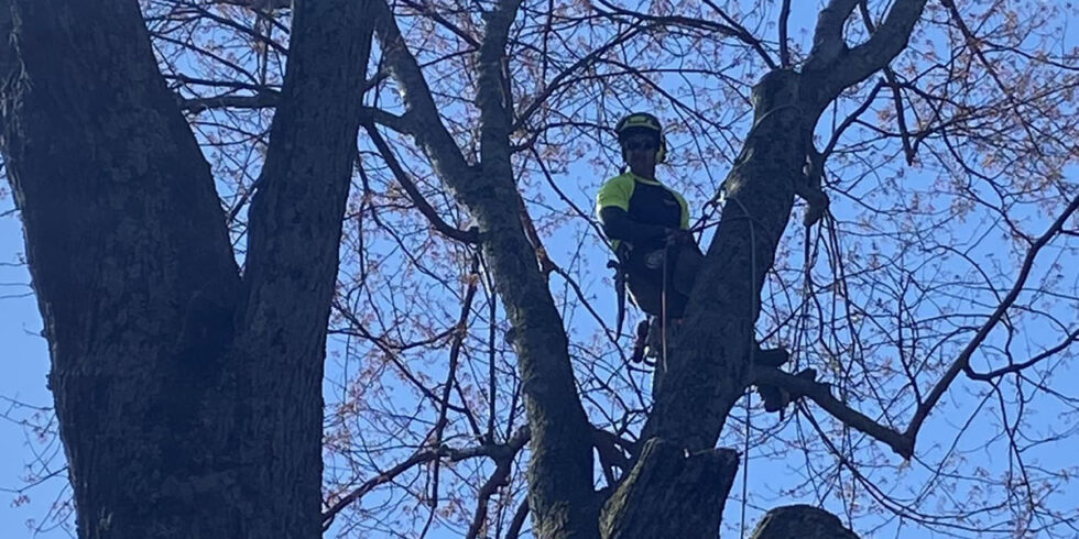 Types of Tree Pruning - Different Pruning Methods