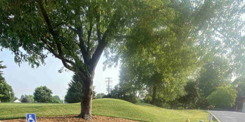 What Is Tree Topping and Why Is It Harmful to Trees?