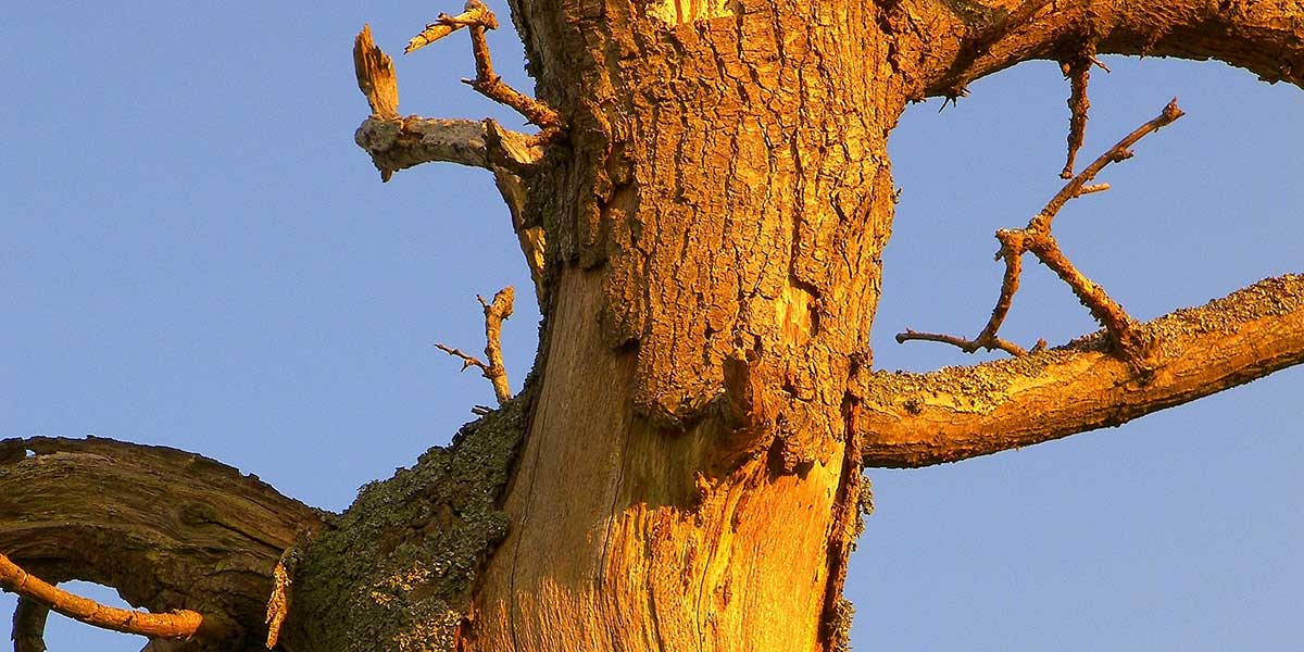 Why Is the Bark Falling Off My Tree? Arborists Explain